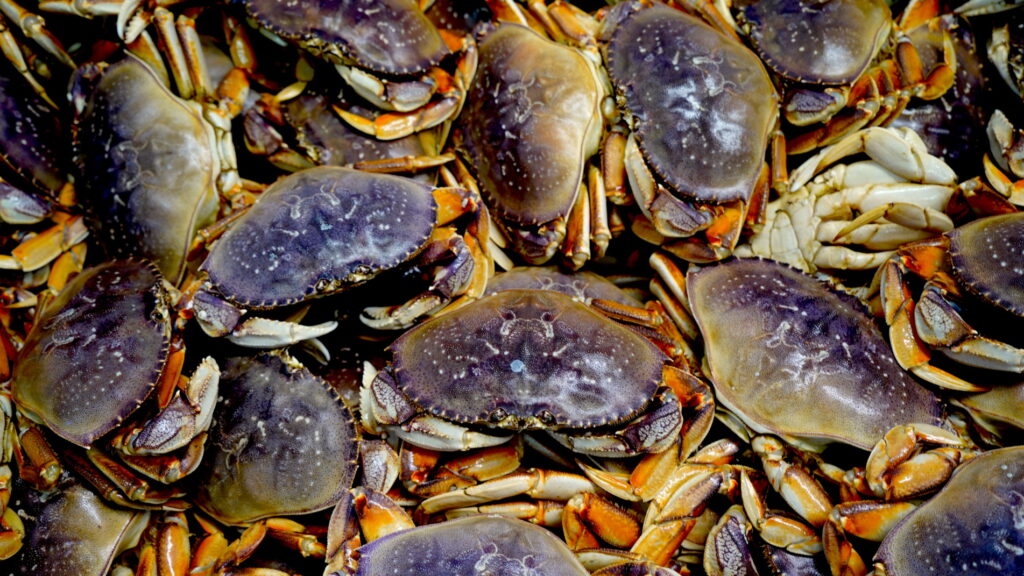 Wholesale Seafood | Pucci Foods