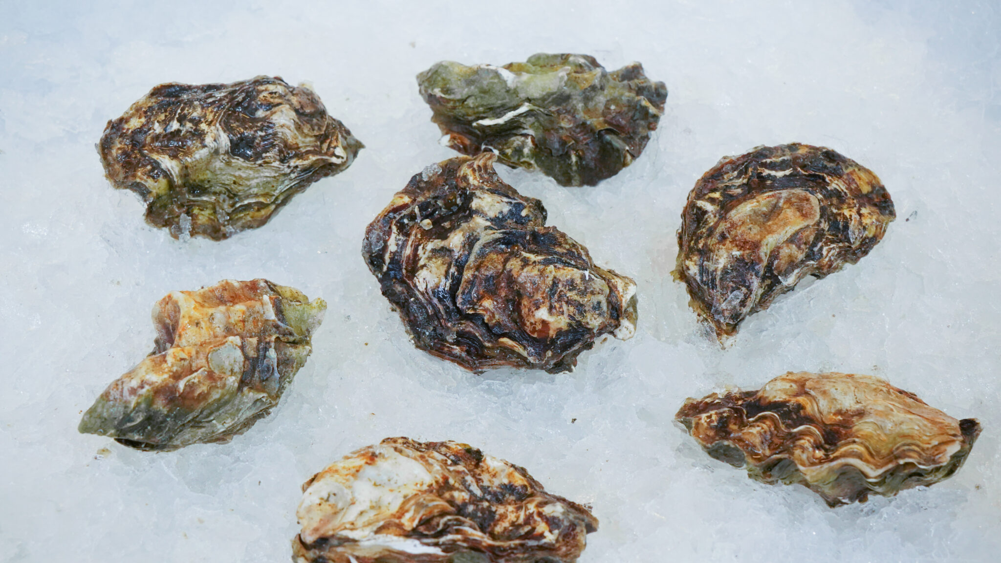 Wholesale Seafood Supplier | Seafood Wholesaler & Distributor | Pucci Foods